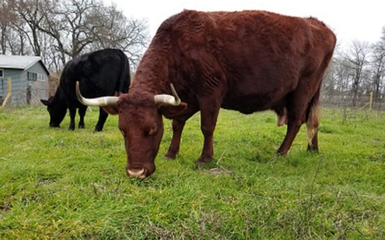 American Milking Devon – Good and Able Farmstead