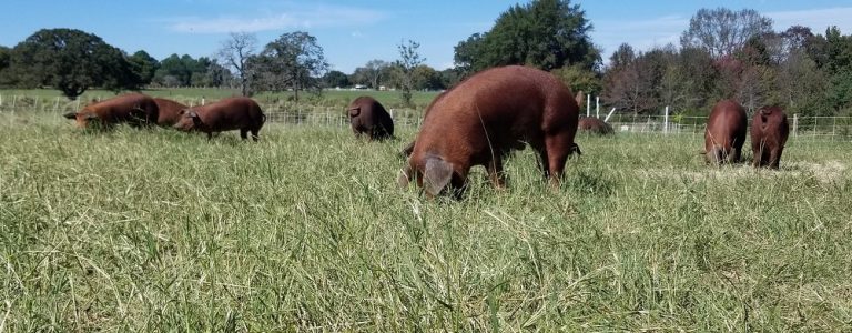 Red Wattle Pigs – Good and Able Farmstead