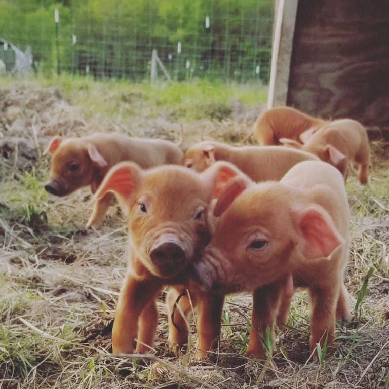 Red Wattle Piglets – Good and Able Farmstead